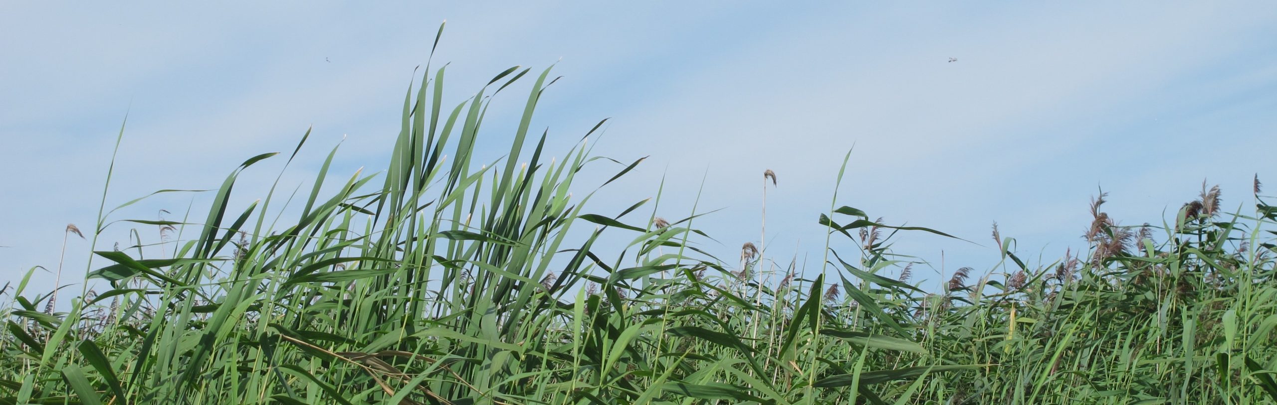 Shaken Reeds – Priestly Fraternity of St. Peter